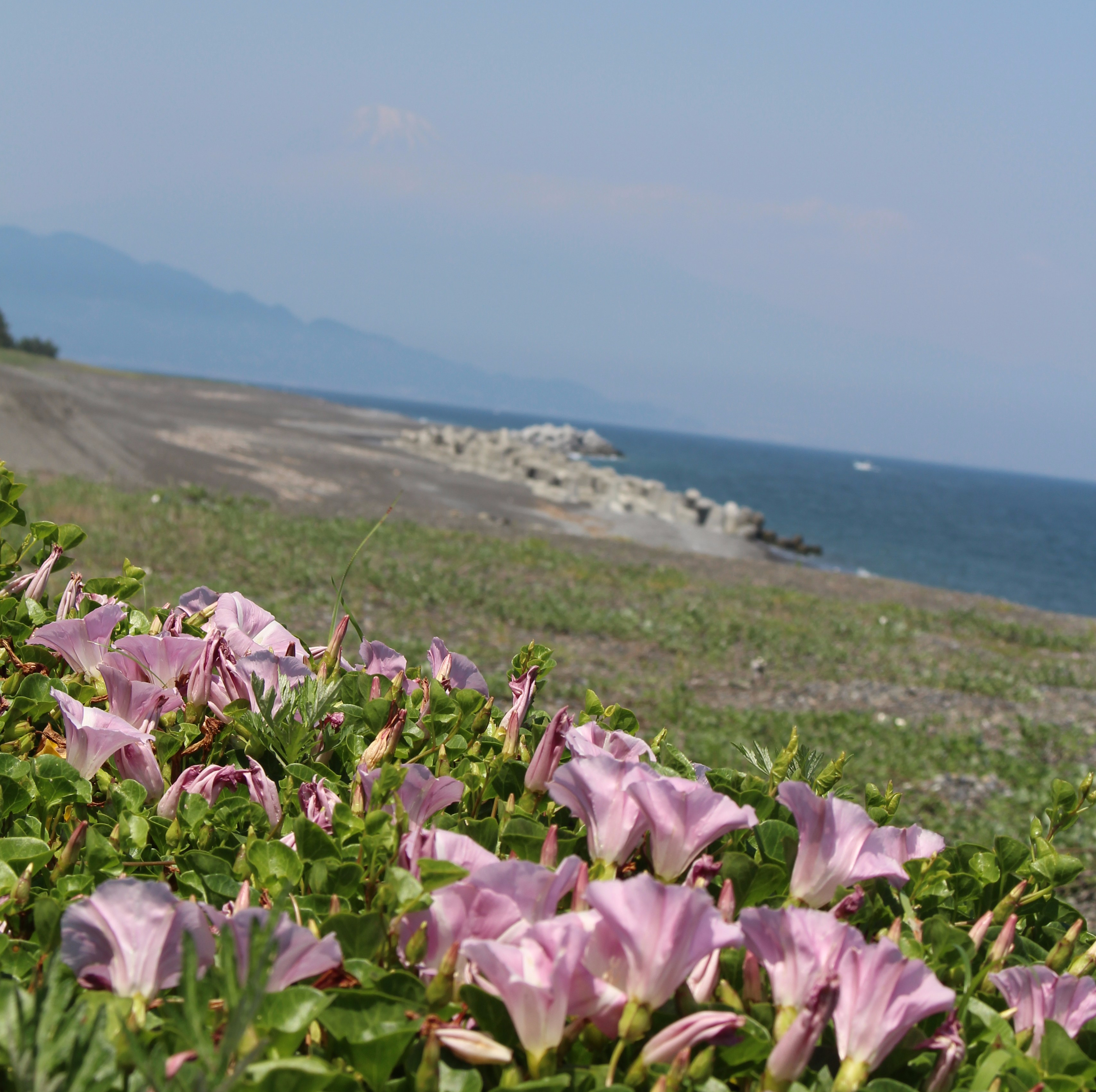 A Quick Guide to visiting Suruga Bay in Shizuoka – Wondertips