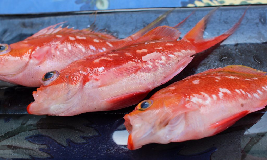 A Quick Guide to visiting Suruga Bay in Shizuoka – Wondertips