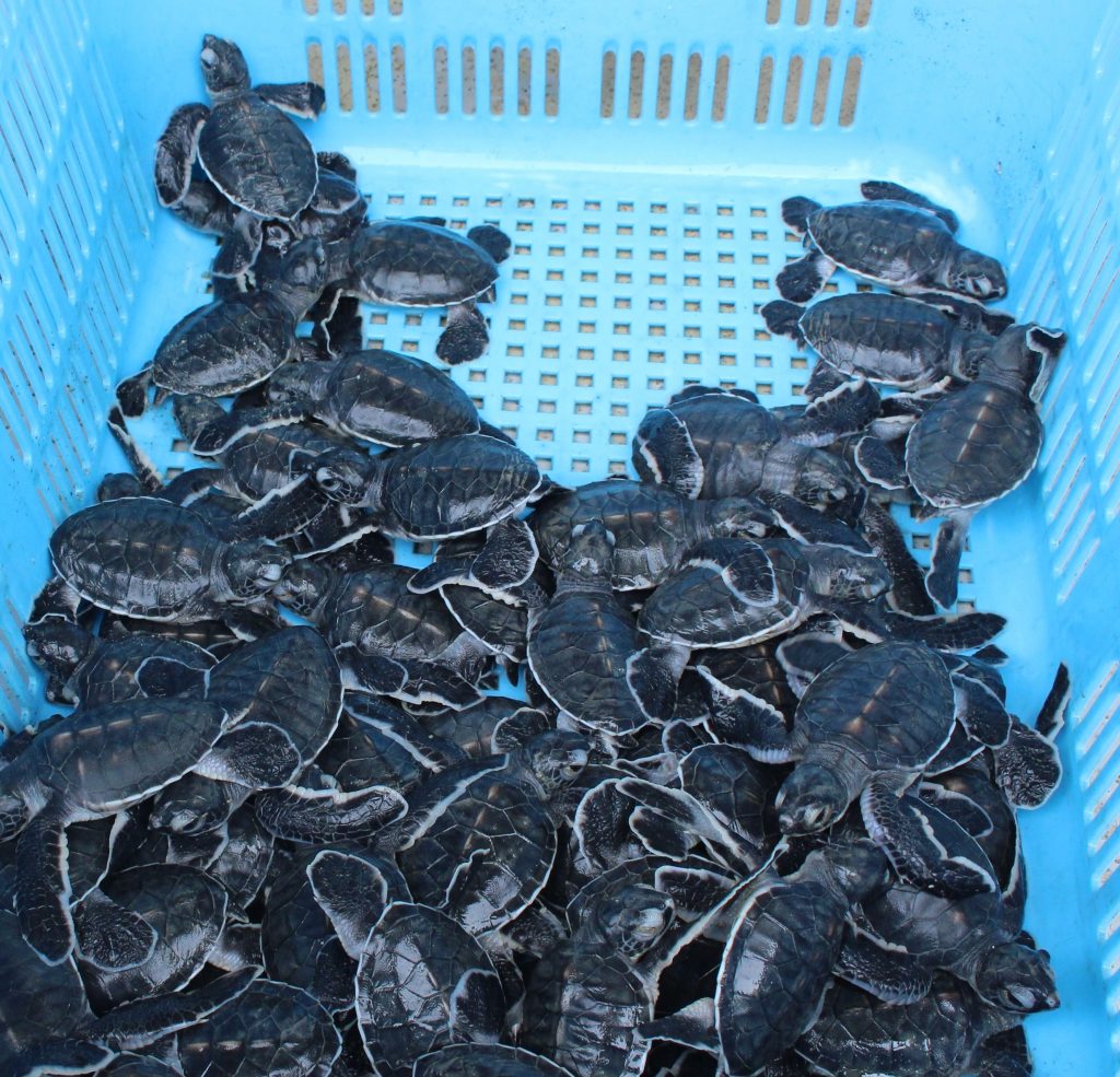 Where to meet Green Turtles on Ogasawara Islands – Wondertips