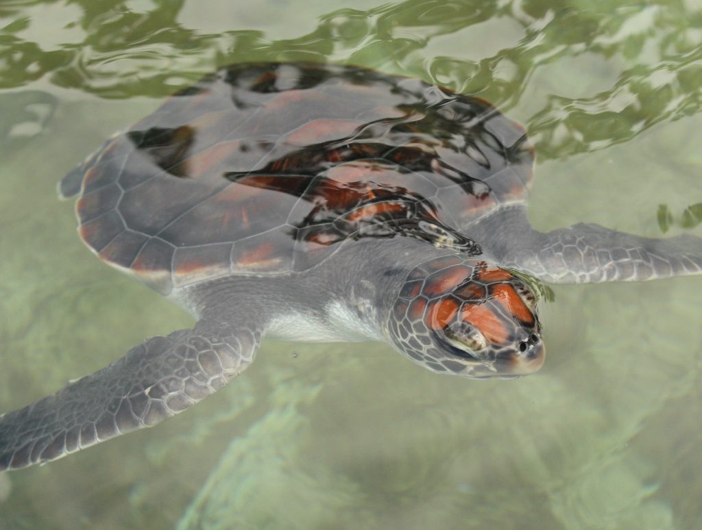 Where to meet Green Turtles on Ogasawara Islands – Wondertips