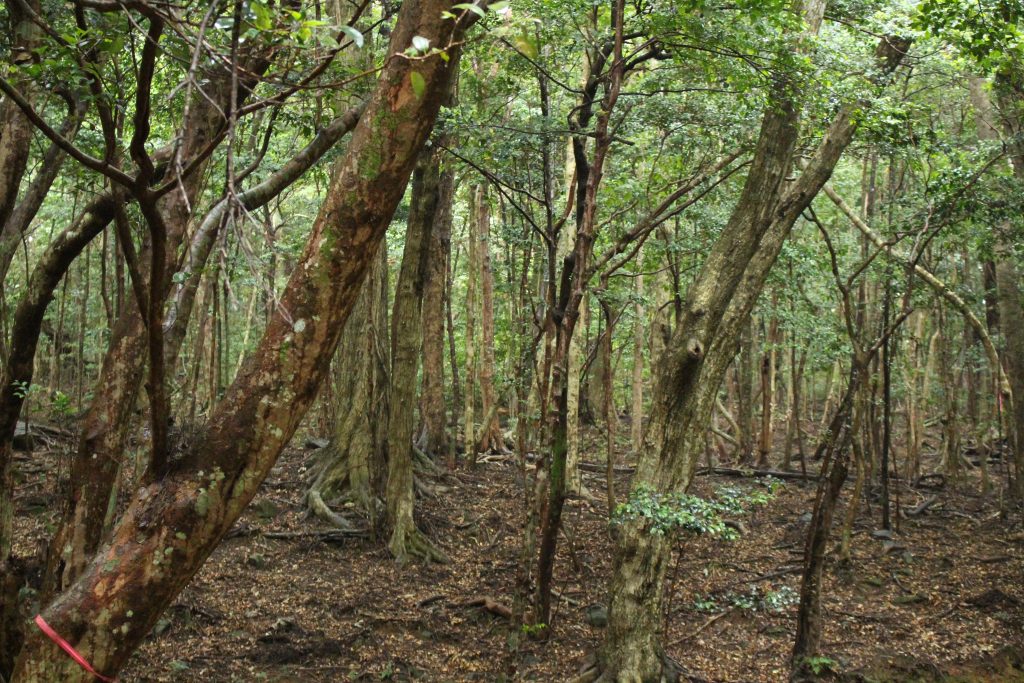A Quick Guide to Tsushima Island in Nagasaki – Wondertips